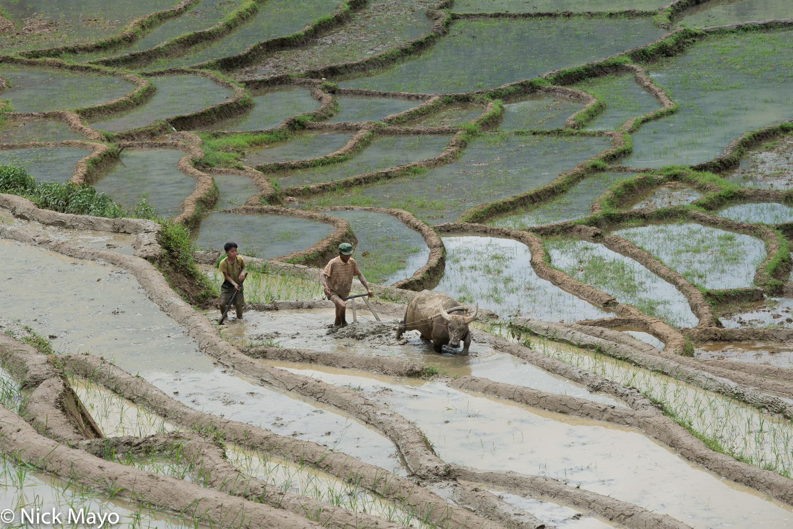 Preparing The Rice Field For Planting | Y Ty, Lao Cai, Vietnam (2018 ...